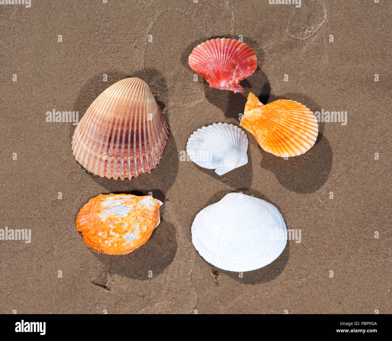 Scallop Shells lying on wet sand on the beach at sunrise. Pectinidae ...