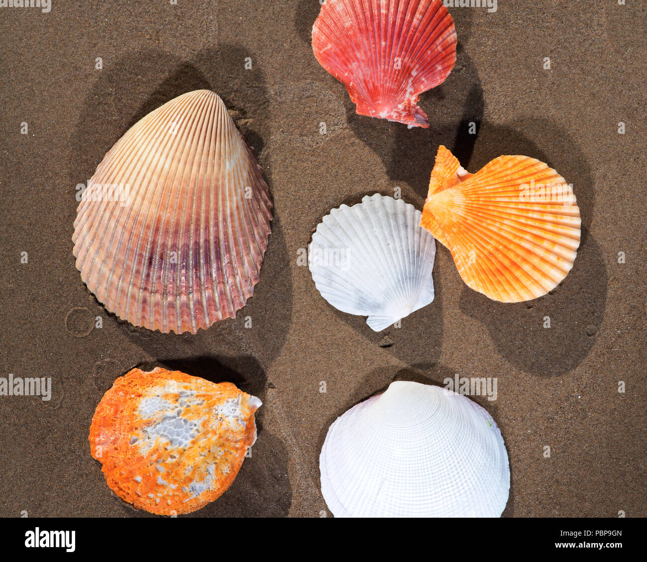 Scallop Shells lying on wet sand on the beach at sunrise. Pectinidae ...