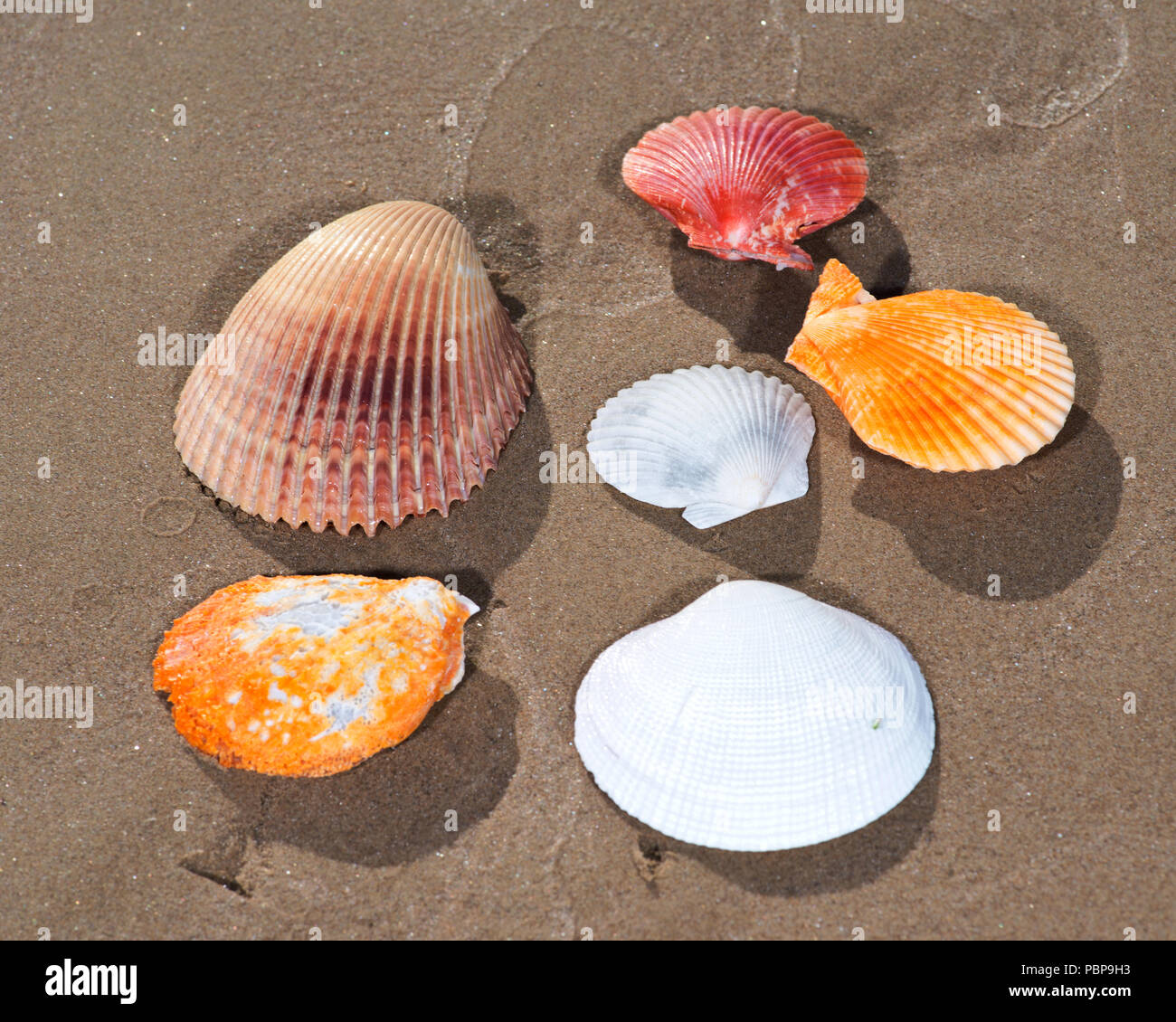 Scallop Shells lying on wet sand on the beach at sunrise. Pectinidae ...