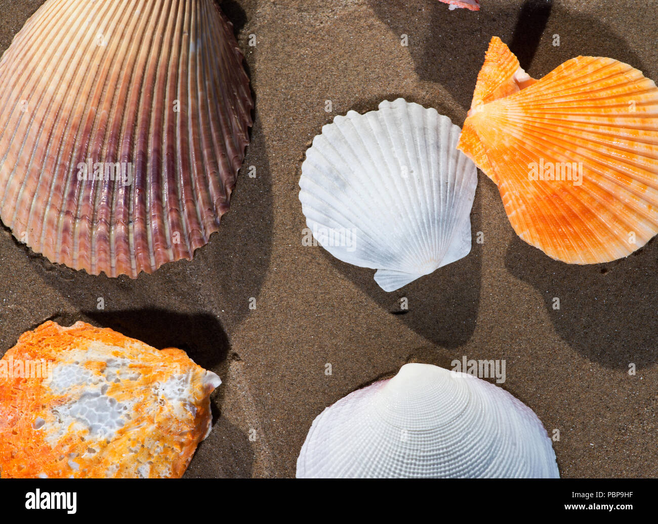 Scallop Shells lying on wet sand on the beach at sunrise. Pectinidae ...