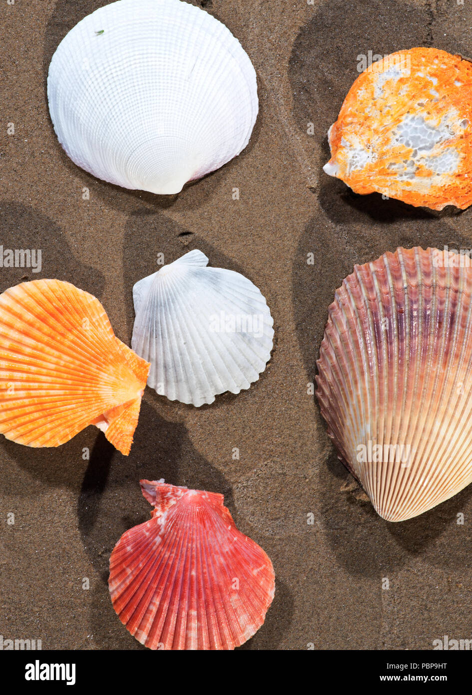 Scallop Shells lying on wet sand on the beach at sunrise. Pectinidae ...