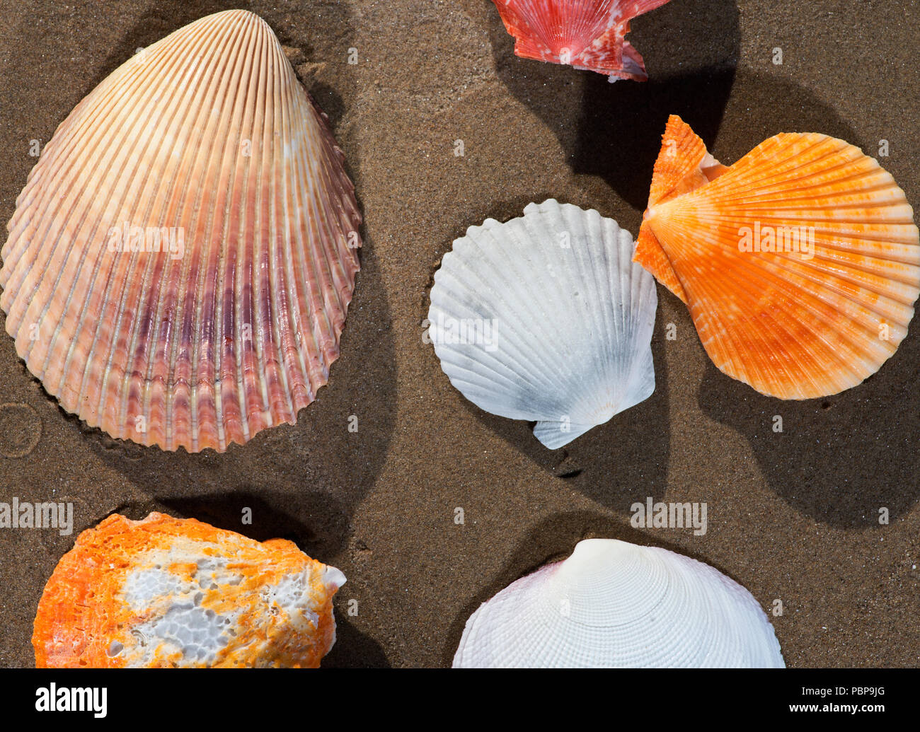 Scallop Shells lying on wet sand on the beach at sunrise. Pectinidae ...