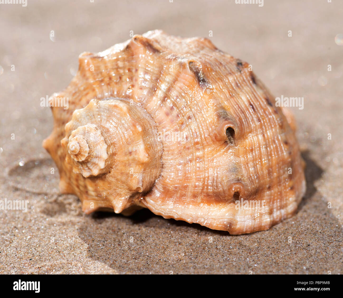 The mollusc (or mollusk) shell is typically a calcareous exoskeleton ...