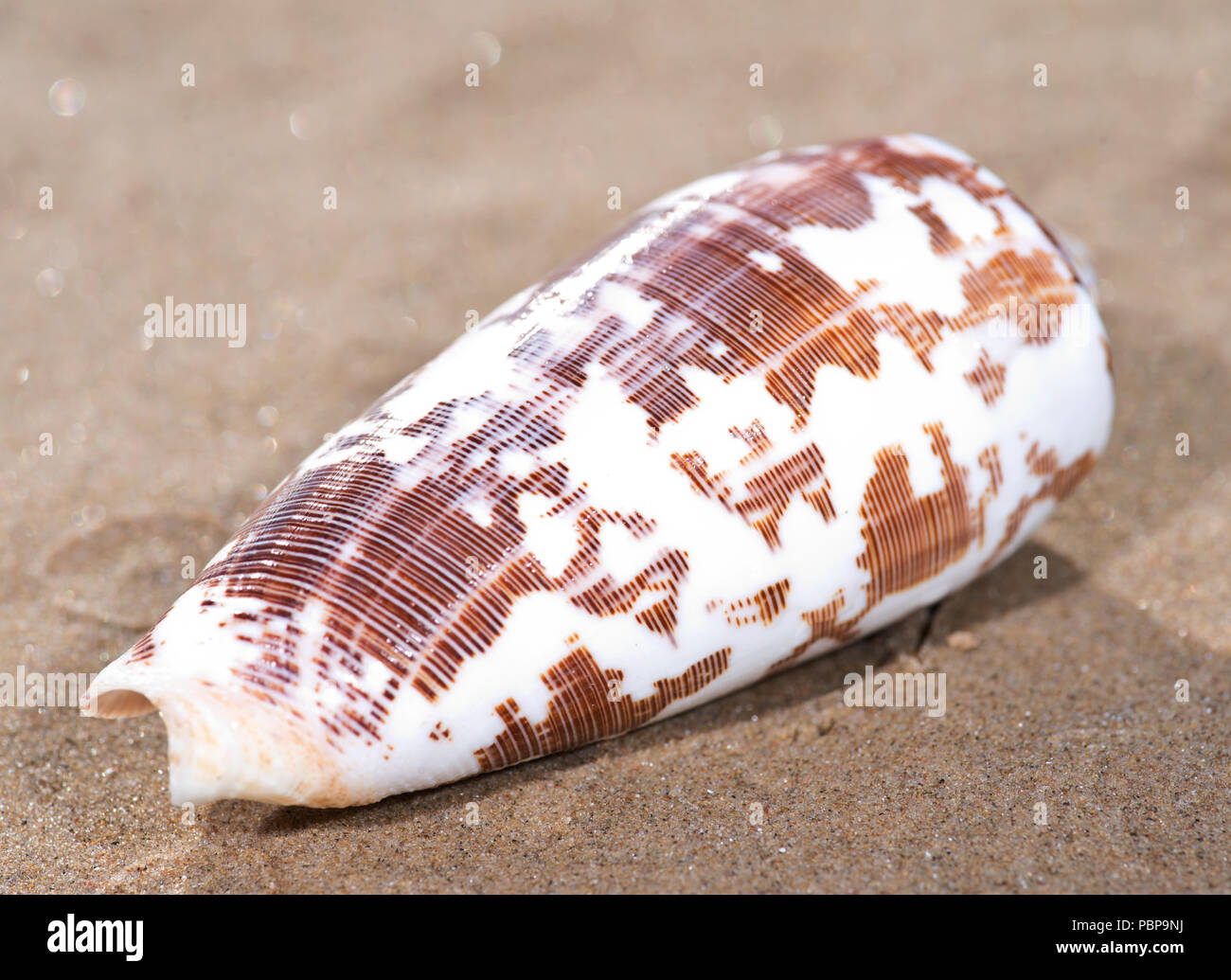 Bat Volute Sea Shell lying on wet sand on the beach at sunrise ...