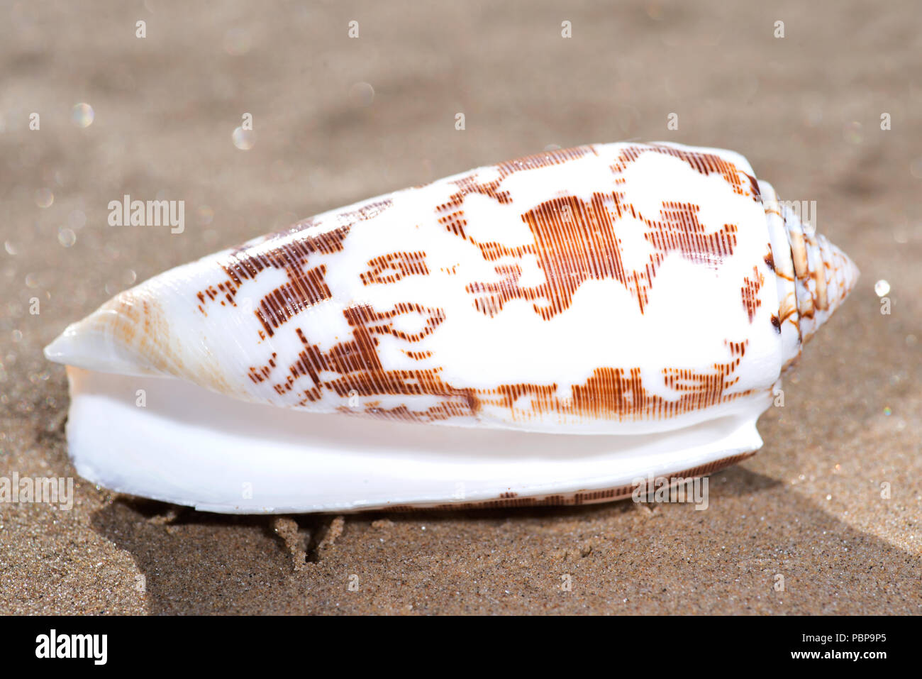 Bat Volute Sea Shell lying on wet sand on the beach at sunrise ...