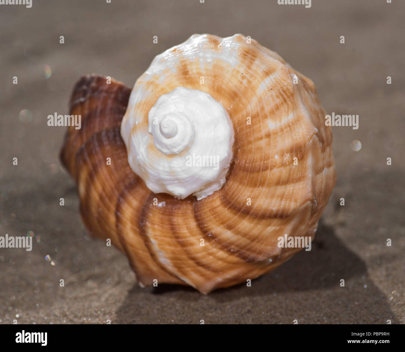 The mollusc (or mollusk) shell is typically a calcareous exoskeleton ...