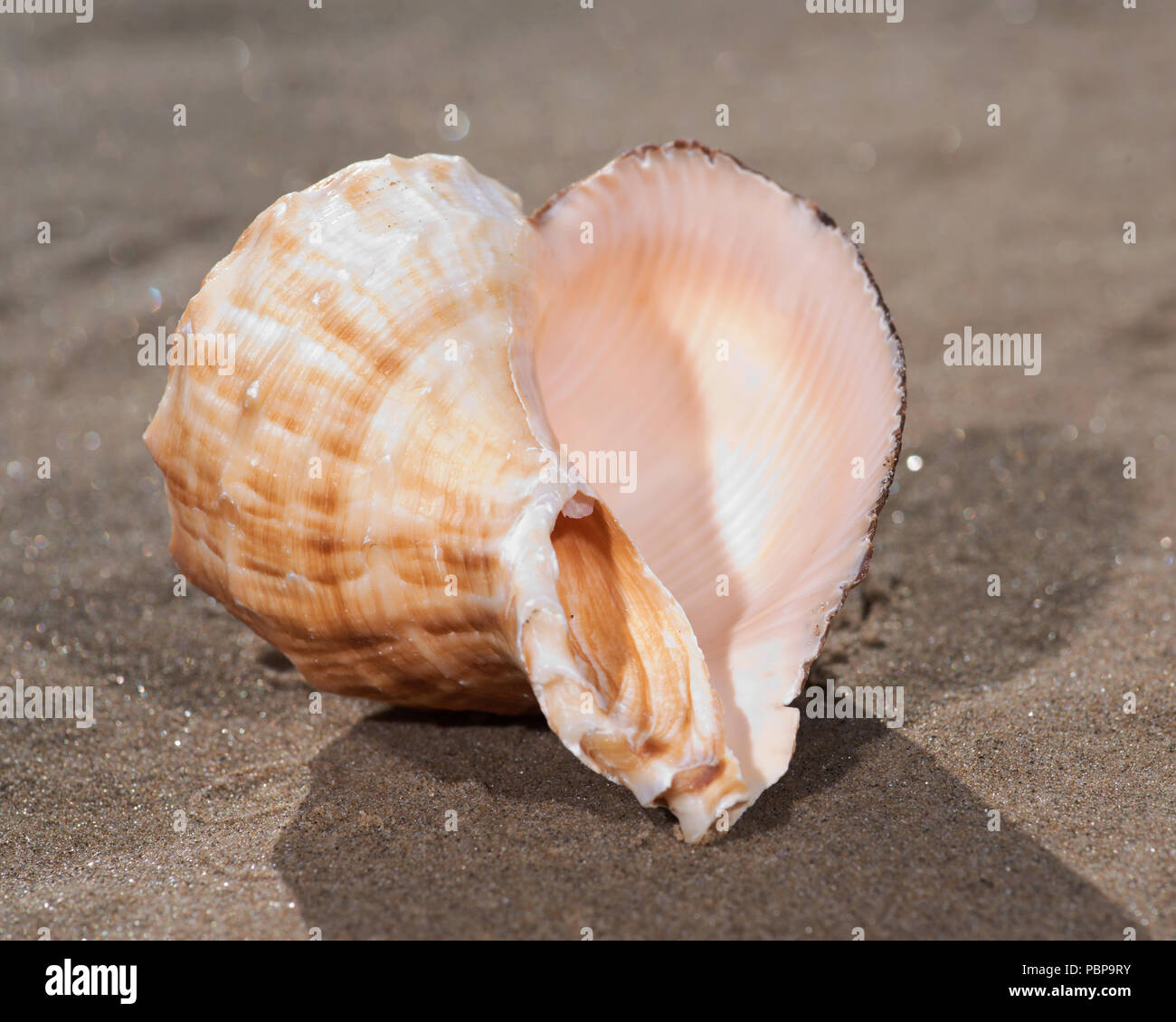 The mollusc (or mollusk) shell is typically a calcareous exoskeleton ...