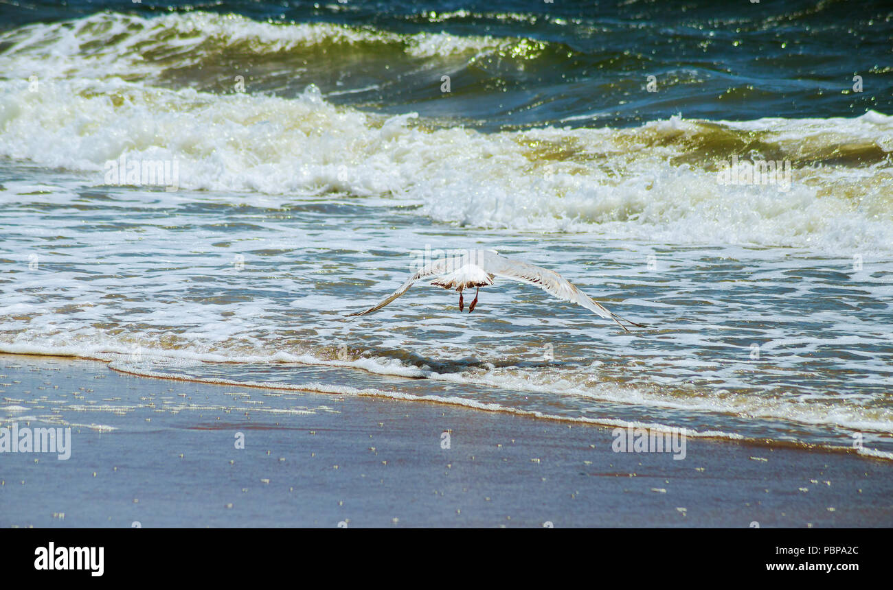 Seagulls hover over deep blue sea. Seagull fly above ocean Stock Photo ...