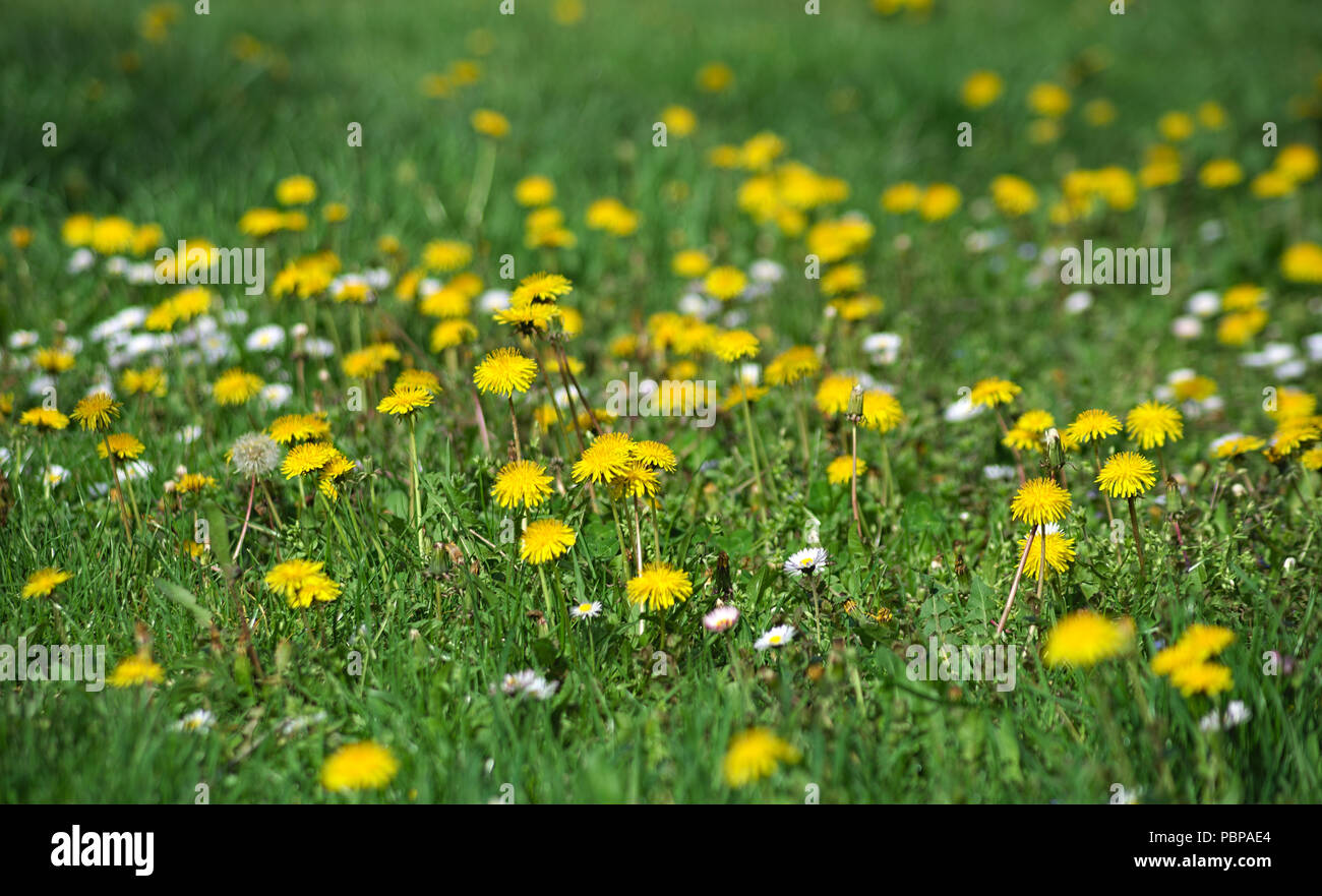Field full of blooming dandelions in spring time Stock Photo - Alamy