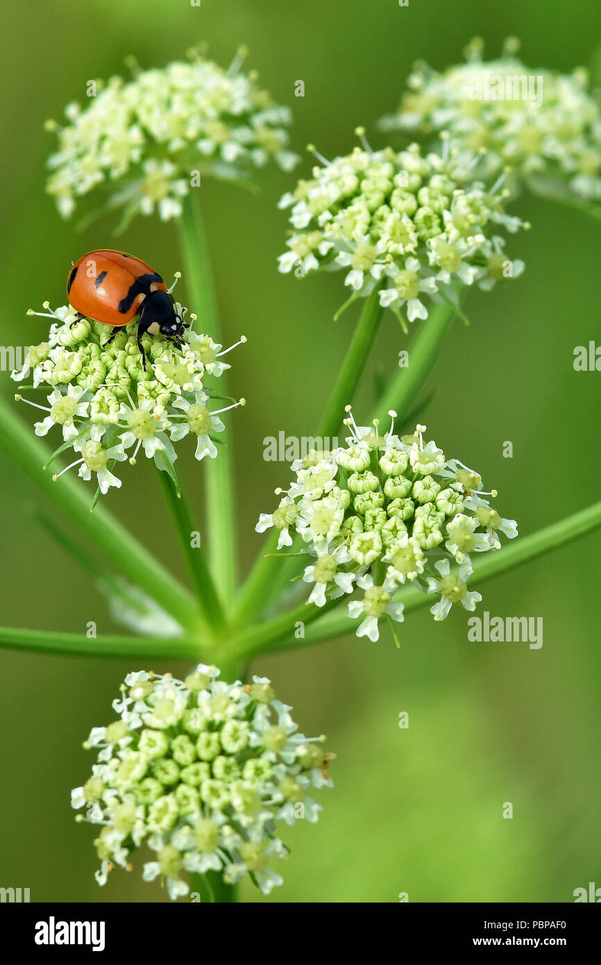 Yarrow (Achillea millefolium) is an important food source for Alaska's ...