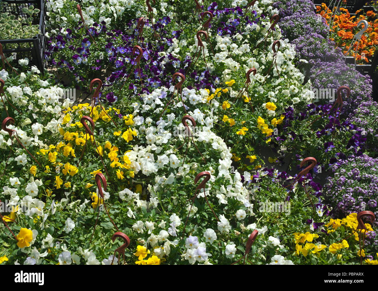 Various blooming house flowers in flower shop Stock Photo - Alamy