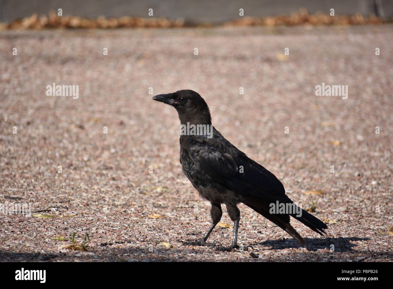 American Crow Flying High Resolution Stock Photography and Images - Alamy