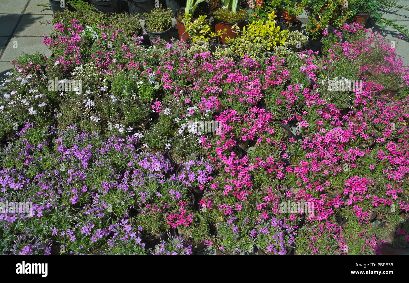 Various blooming house flowers in flower shop Stock Photo - Alamy