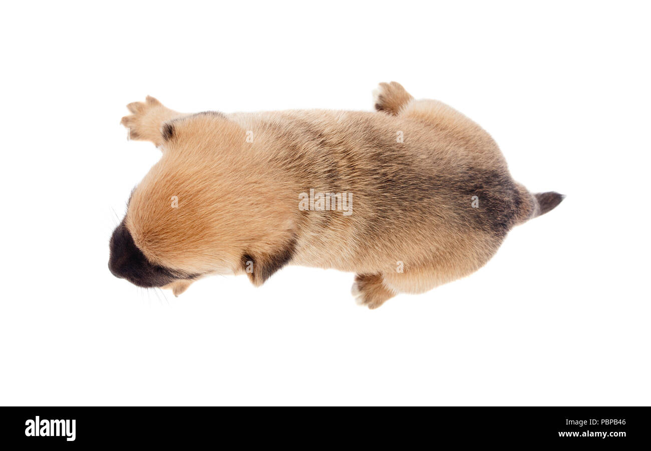 small dog view from above isolated Stock Photo - Alamy