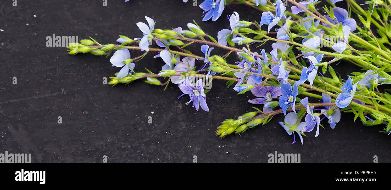 Veronica officinalis flower on black background space for text Stock ...