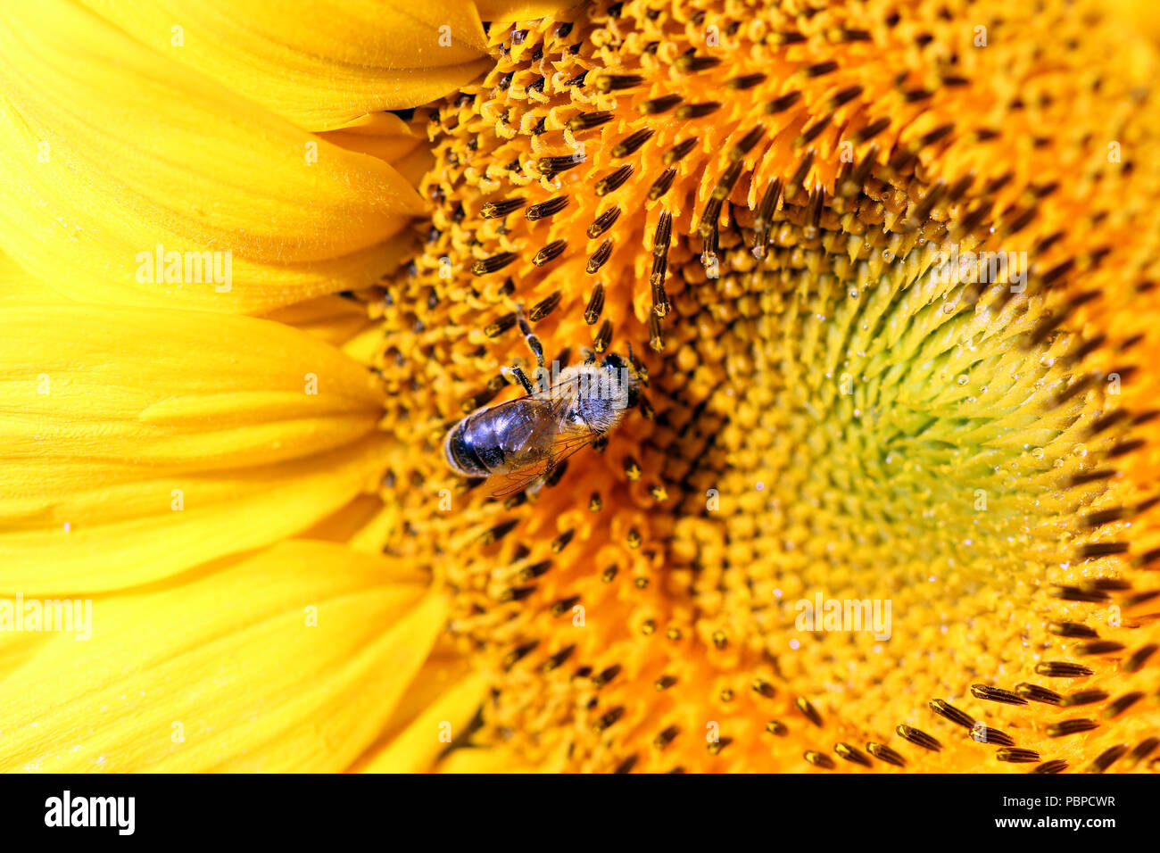 Sunflower honey bee blooming sunflowers hi-res stock photography and ...