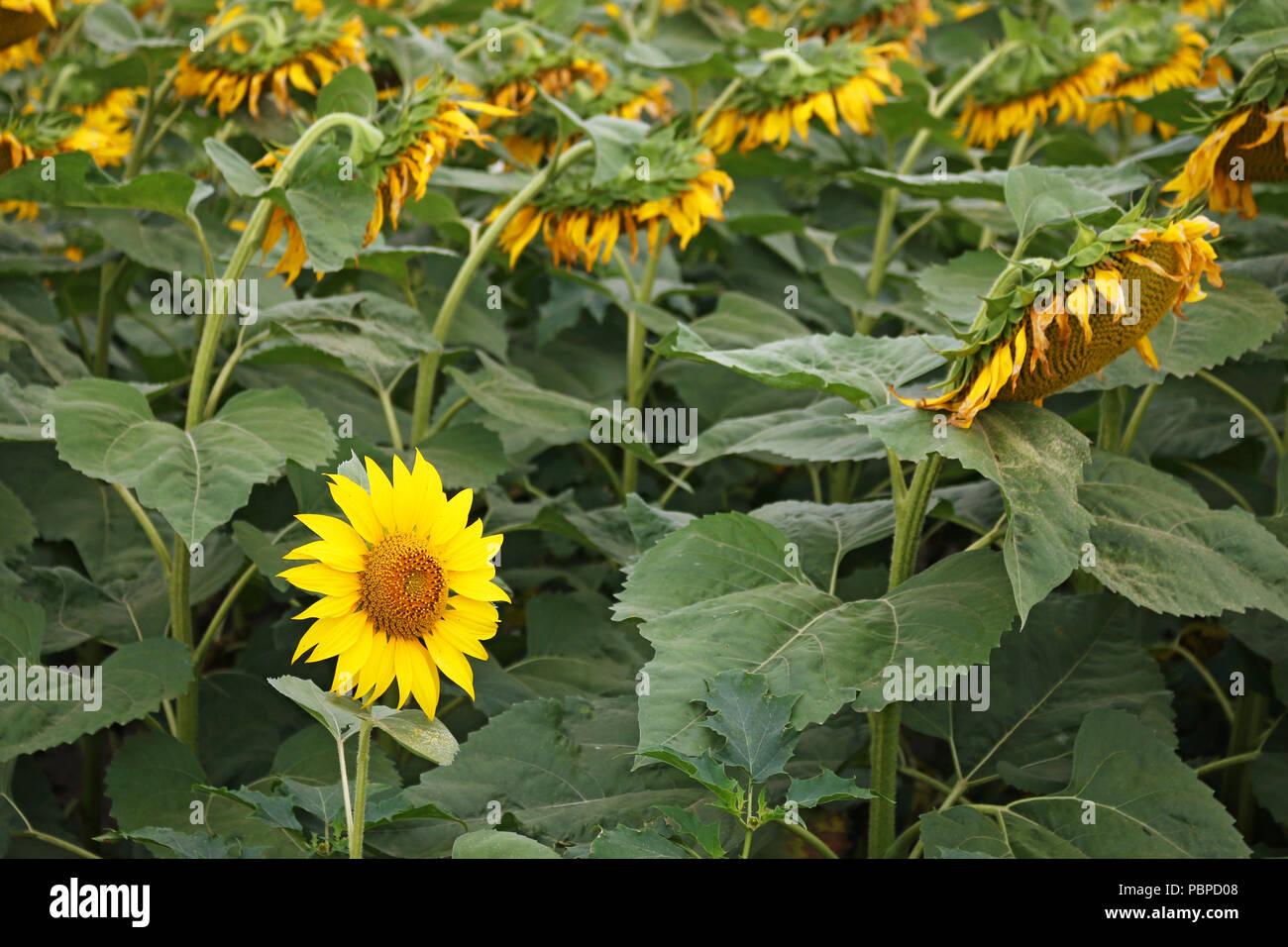 Yellow summer vibrant hi-res stock photography and images - Alamy