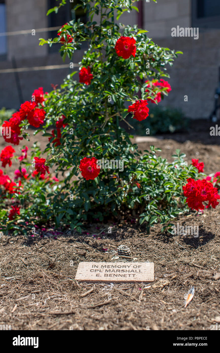 A rose bush dedicated to Cpl. Marshall E. Bennett, an Explosive ...