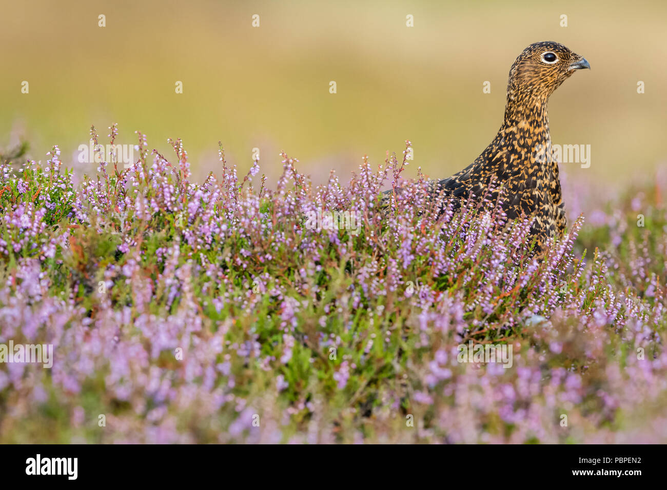 Purple moor hen hi-res stock photography and images - Alamy