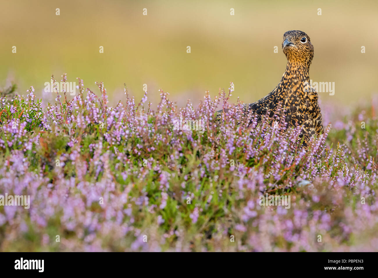 Heather moorland grouse moor august hi-res stock photography and images ...
