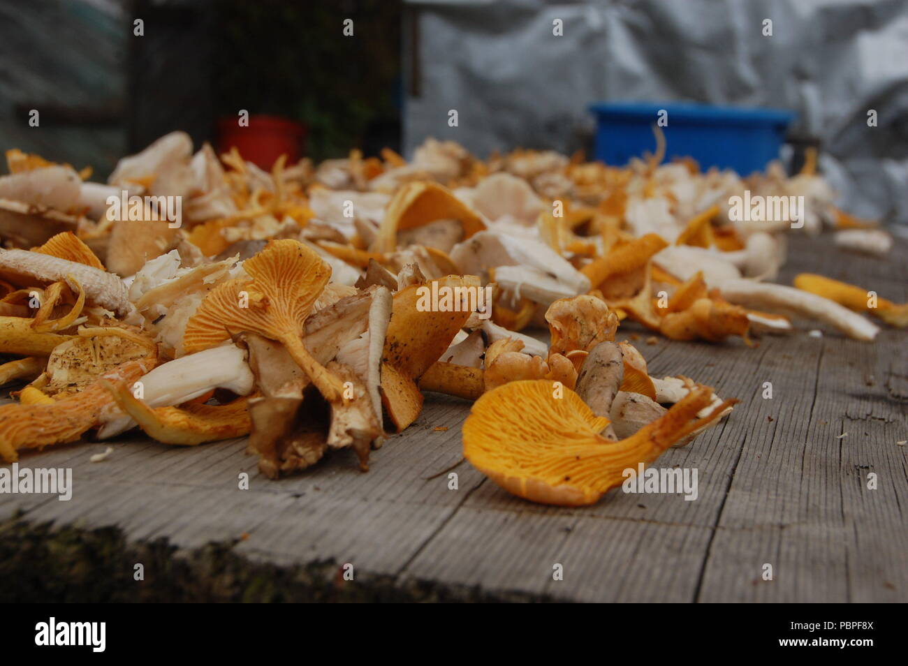 Variety of edible mushroom hi-res stock photography and images - Alamy