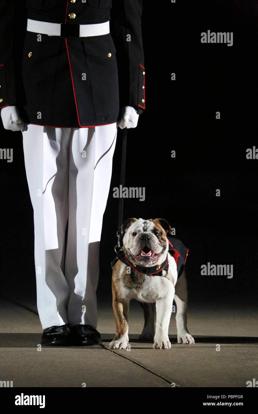 Lance Cpl. James Bourgeois, mascot handler, Marine Barracks Washington ...