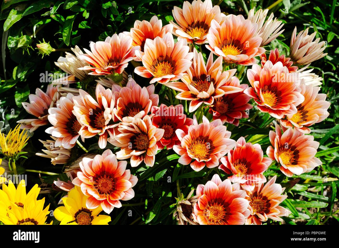 Coloful treasure flower Stock Photo - Alamy