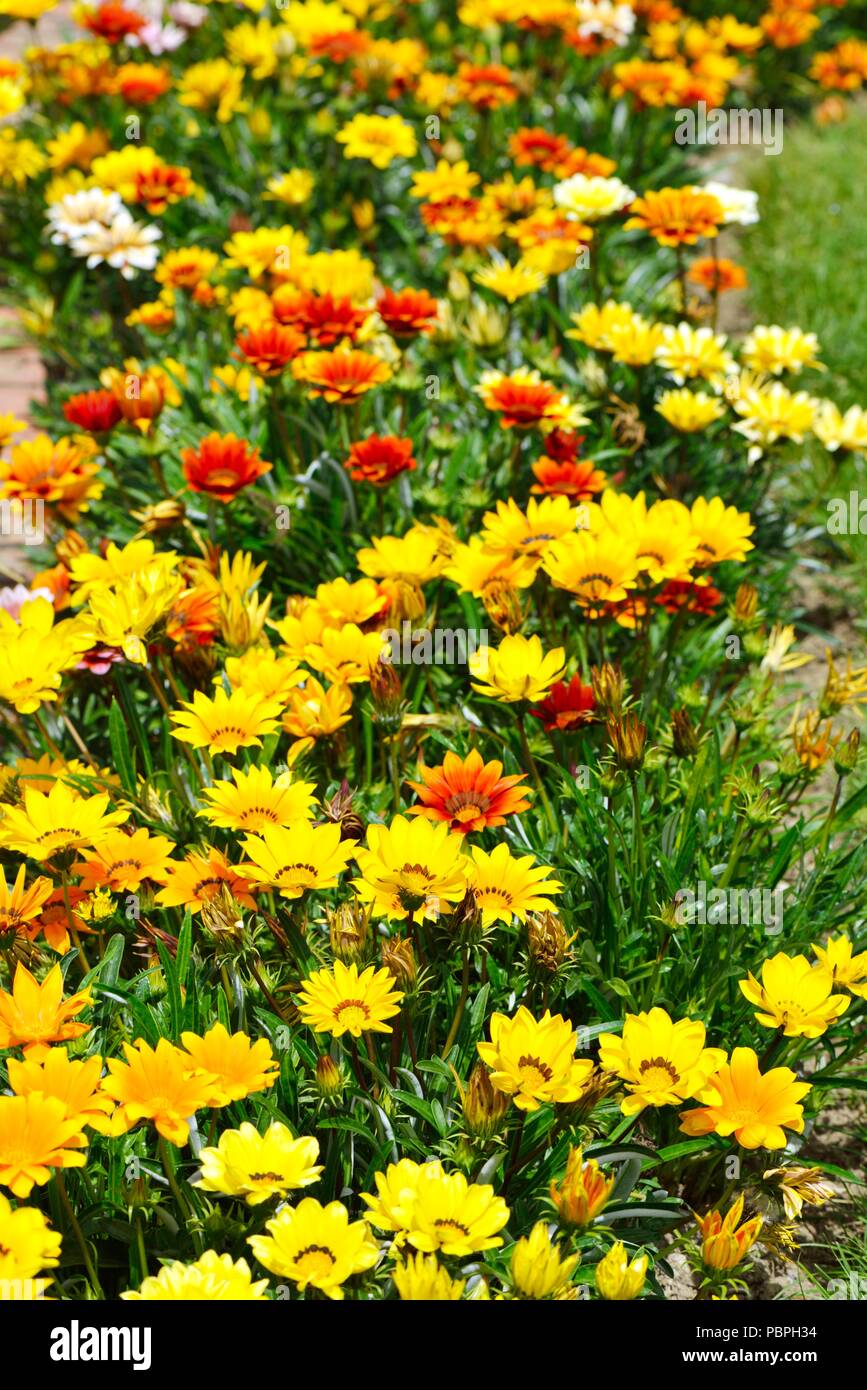 Coloful treasure flower Stock Photo - Alamy