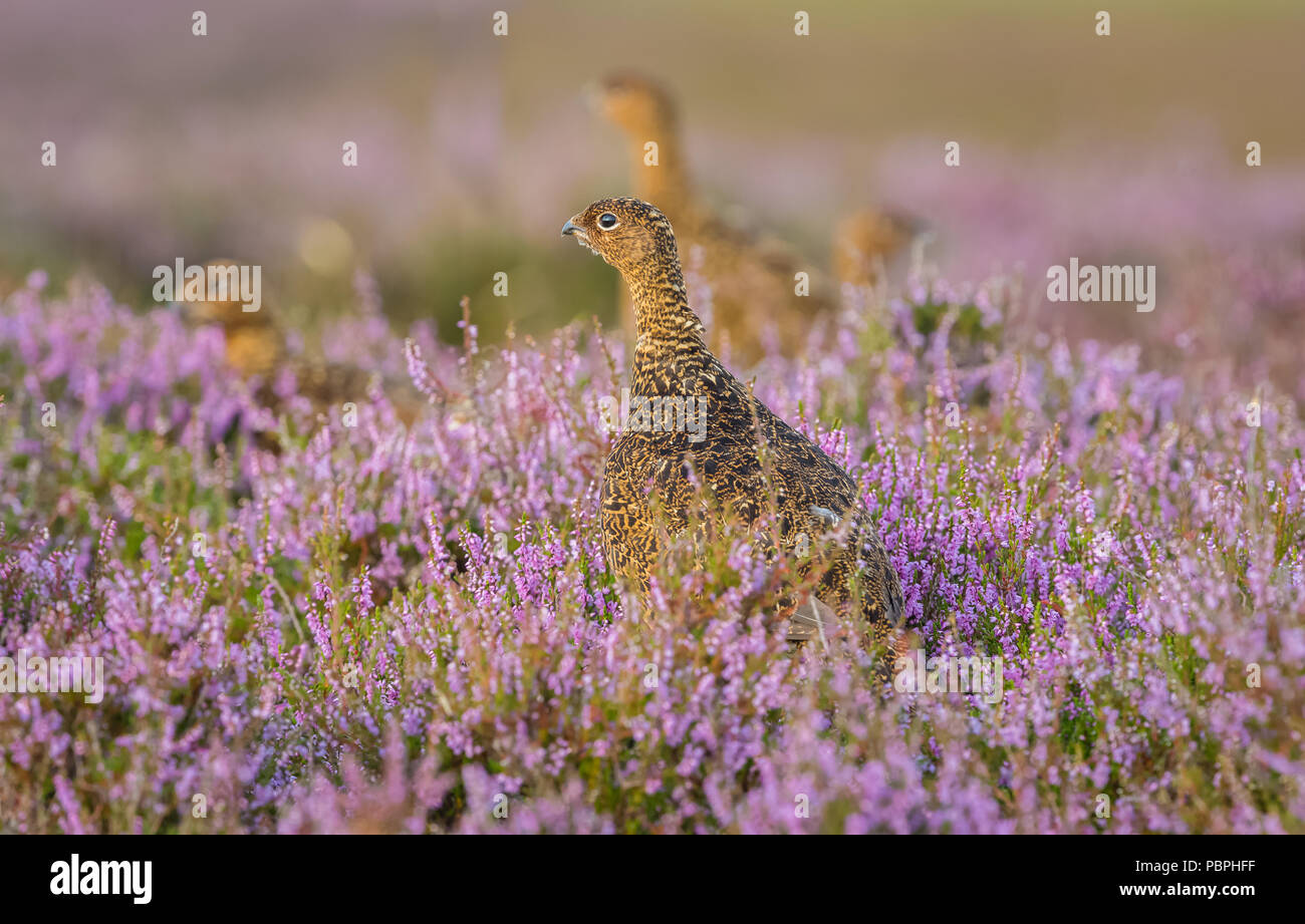 Heather moorland grouse moor august hi-res stock photography and images ...