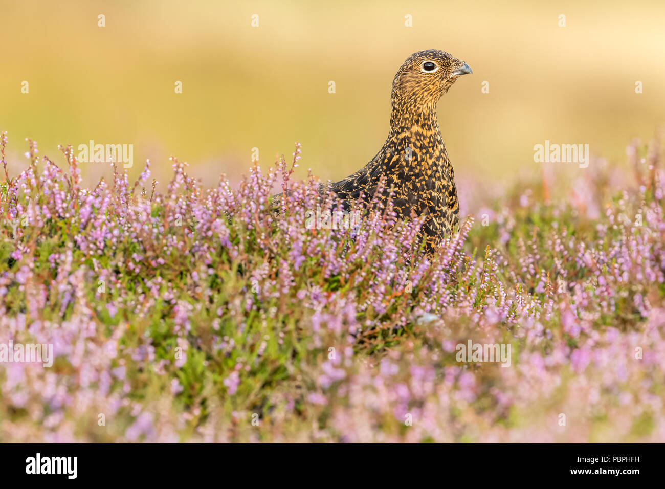 Female shooting uk hi-res stock photography and images - Alamy