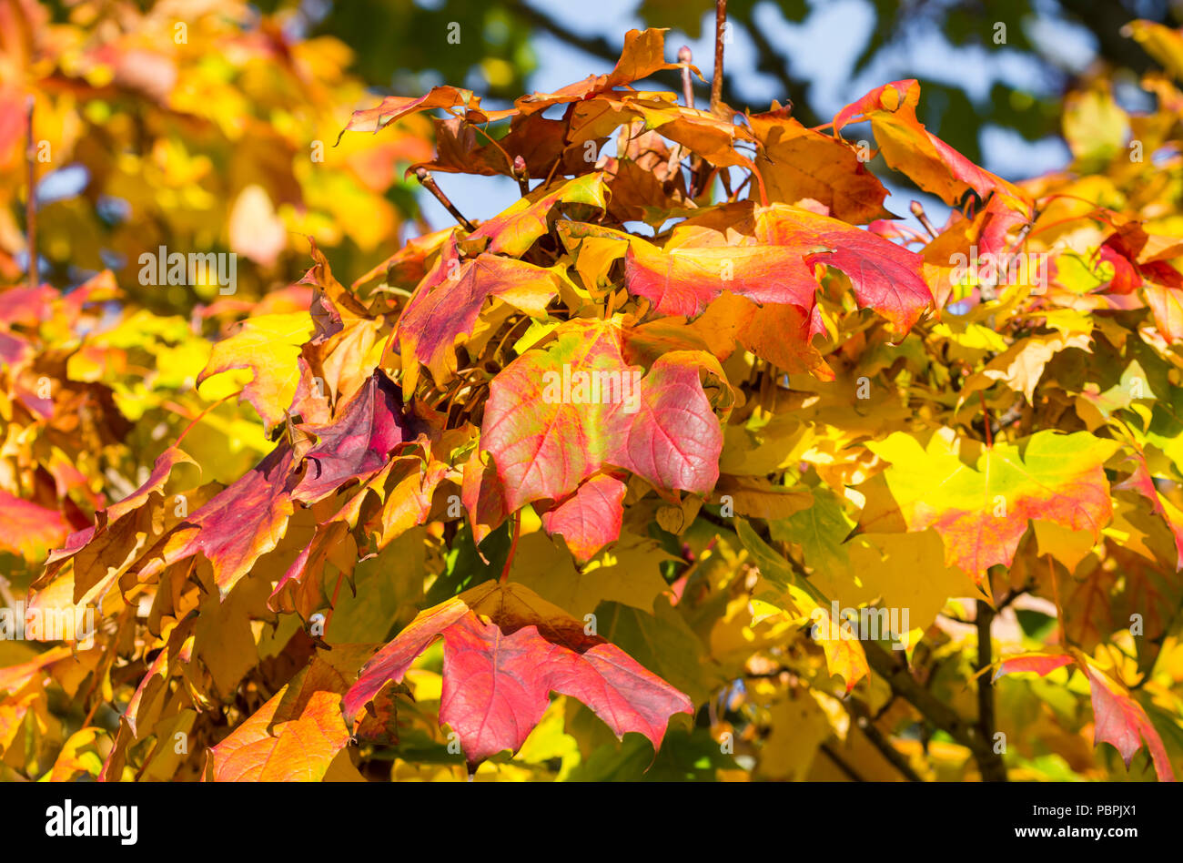 Colourful colorful colours colors hi-res stock photography and images ...