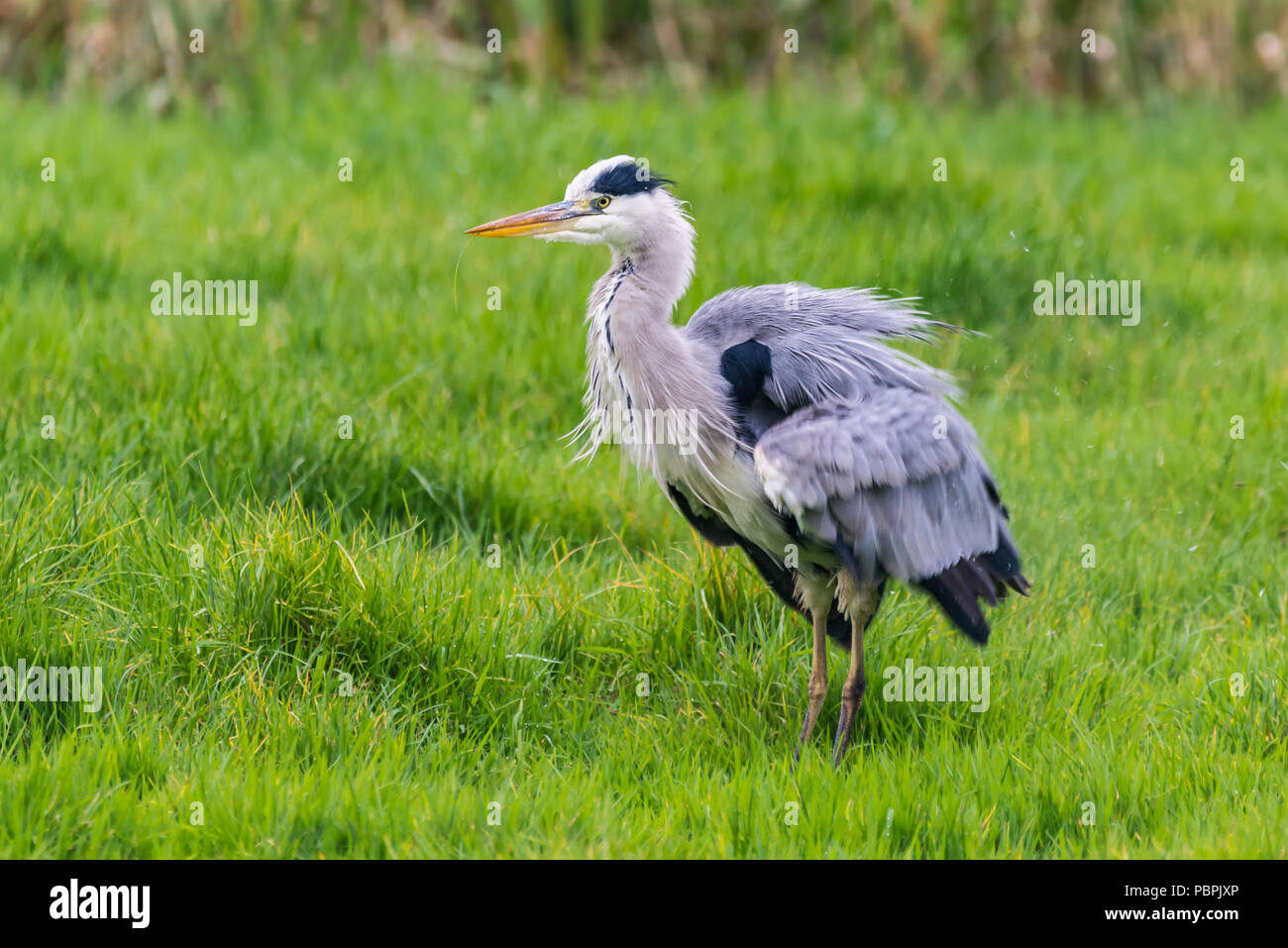Fluffing out its feathers hi-res stock photography and images - Alamy