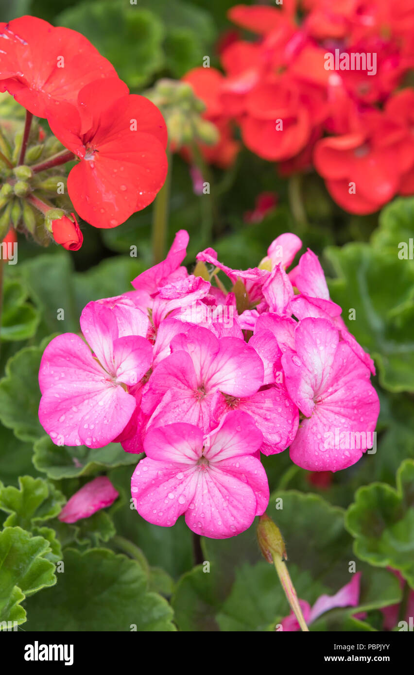 Closeup of Pink Pelargonium flowers (Geraniums) flowering in Summer ...