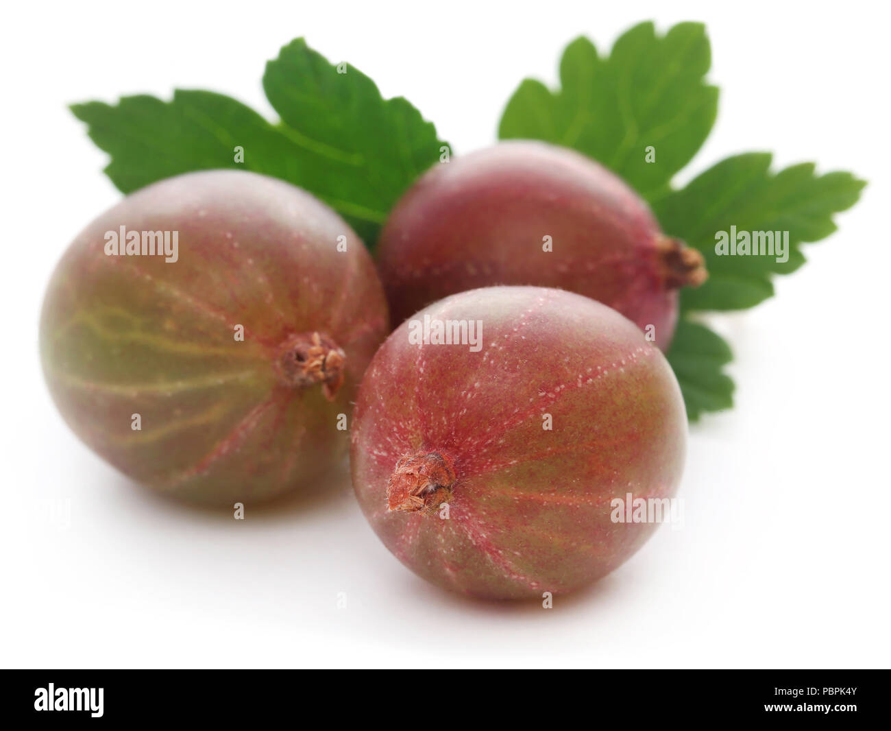Gooseberry leaves Cut Out Stock Images & Pictures - Alamy
