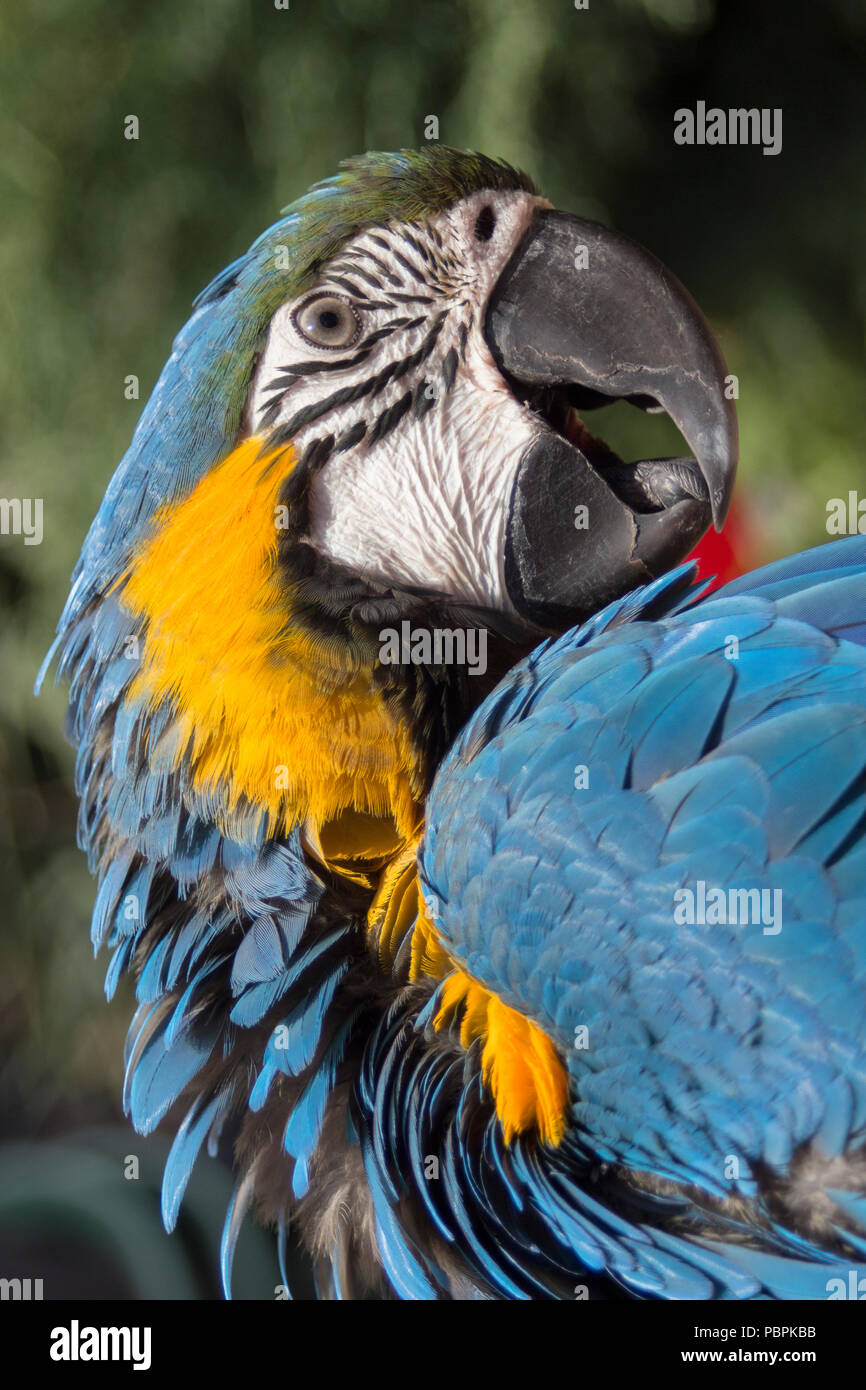 Portrait of a blue-yellow parrot Ara (Ara ararauna Stock Photo - Alamy
