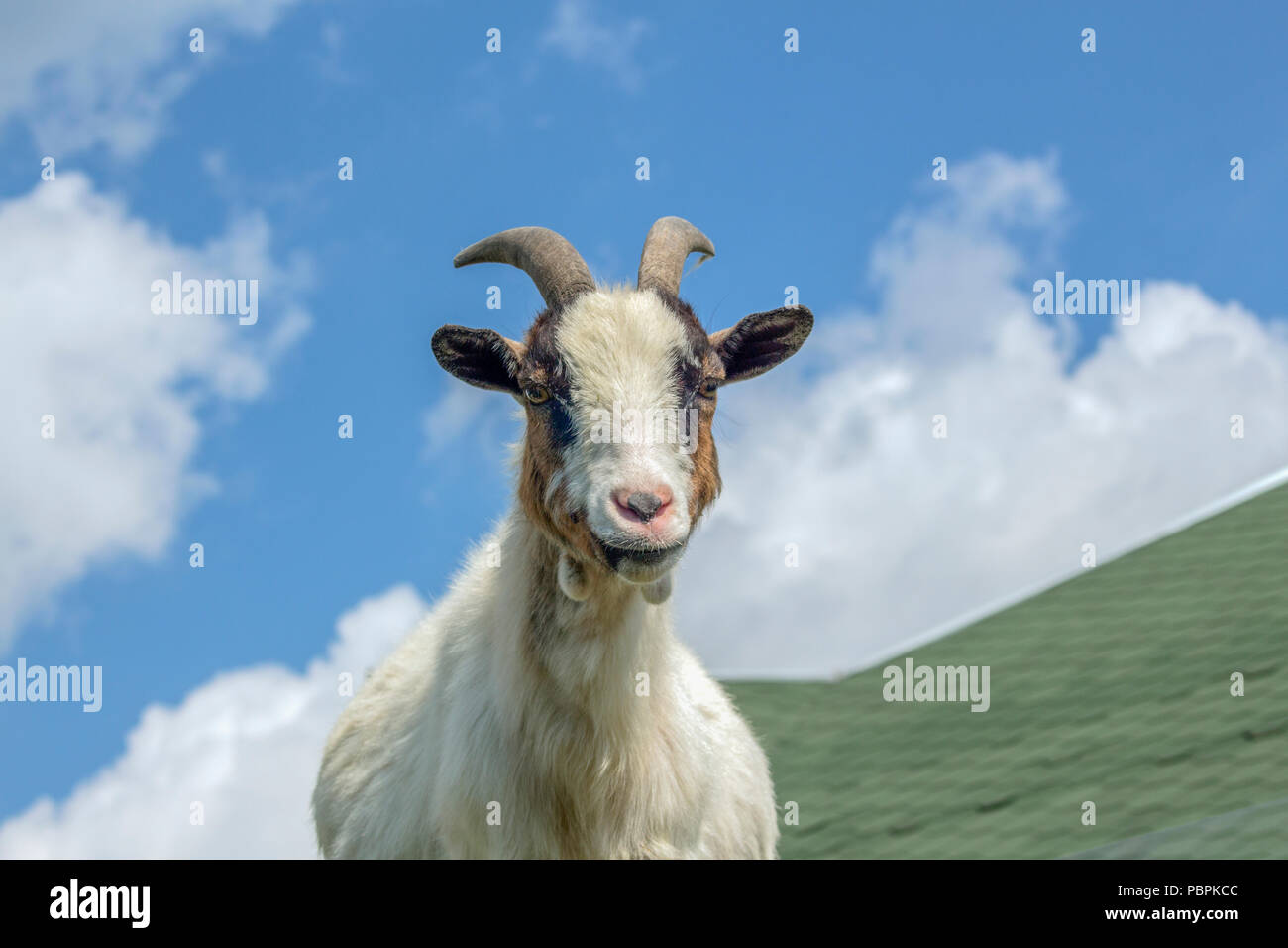 Goat on the roof hi-res stock photography and images - Alamy