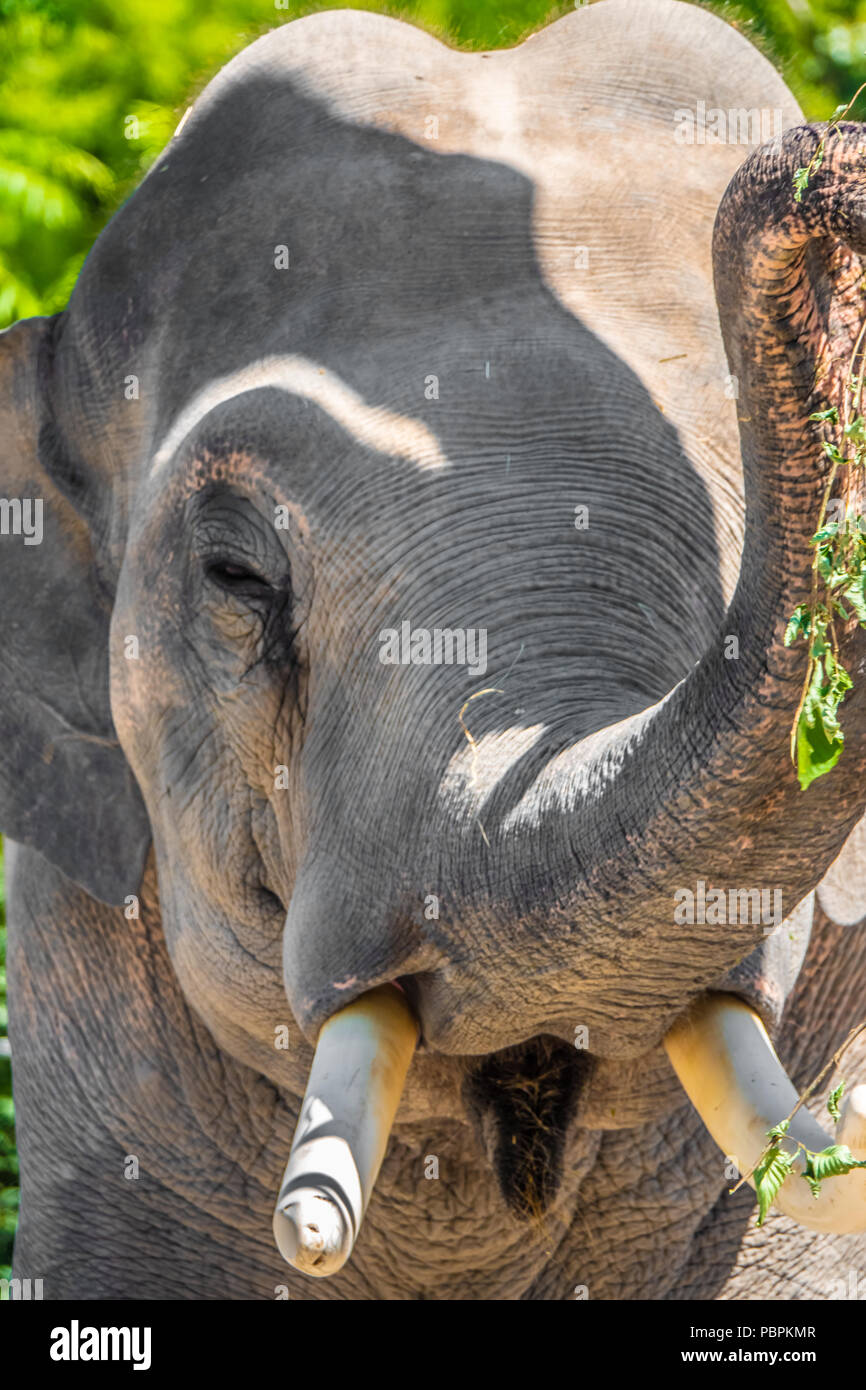 Asian elephant eating branches hi-res stock photography and images - Alamy