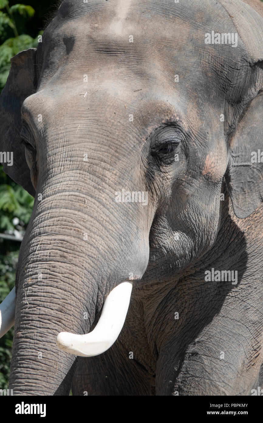 Asian elephant eating from branches and leaves of a forest tree Stock ...