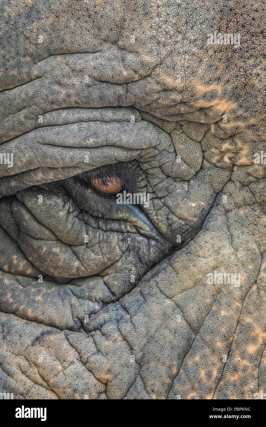 Closeup of the eye and skin an asian elephant Stock Photo - Alamy