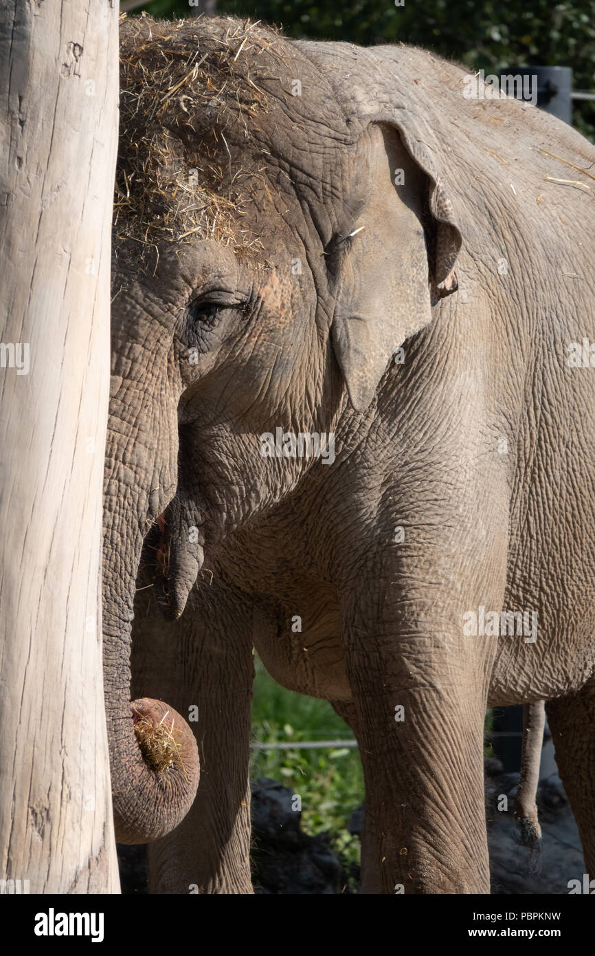 Elephant pushing tree hi-res stock photography and images - Alamy