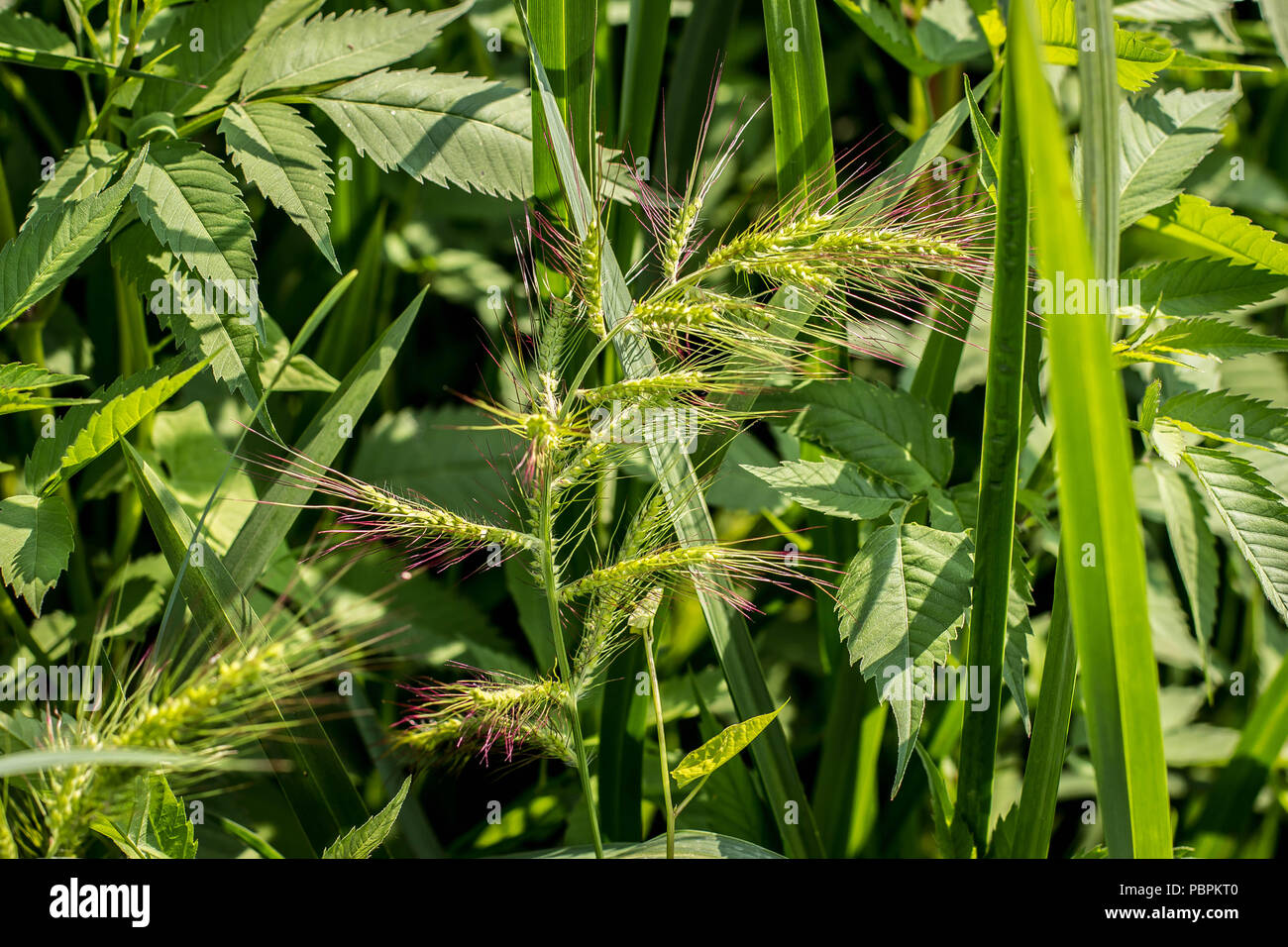 Flowers of cockspur grass - Echinochloa crus-galli Stock Photo - Alamy
