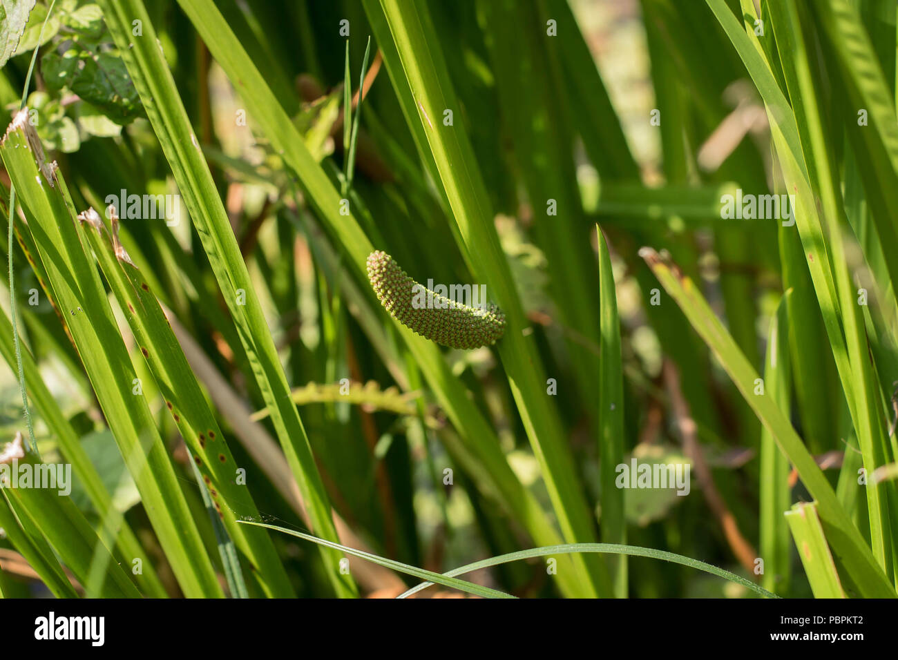 Acorus calamus hi-res stock photography and images - Alamy