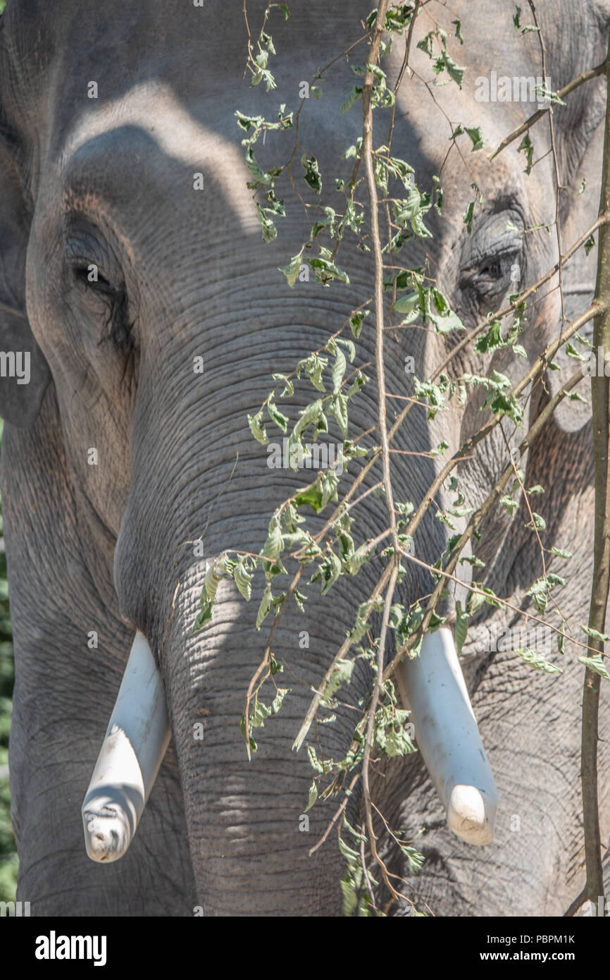 Asian elephant eating from branches and leaves of a forest tree Stock ...