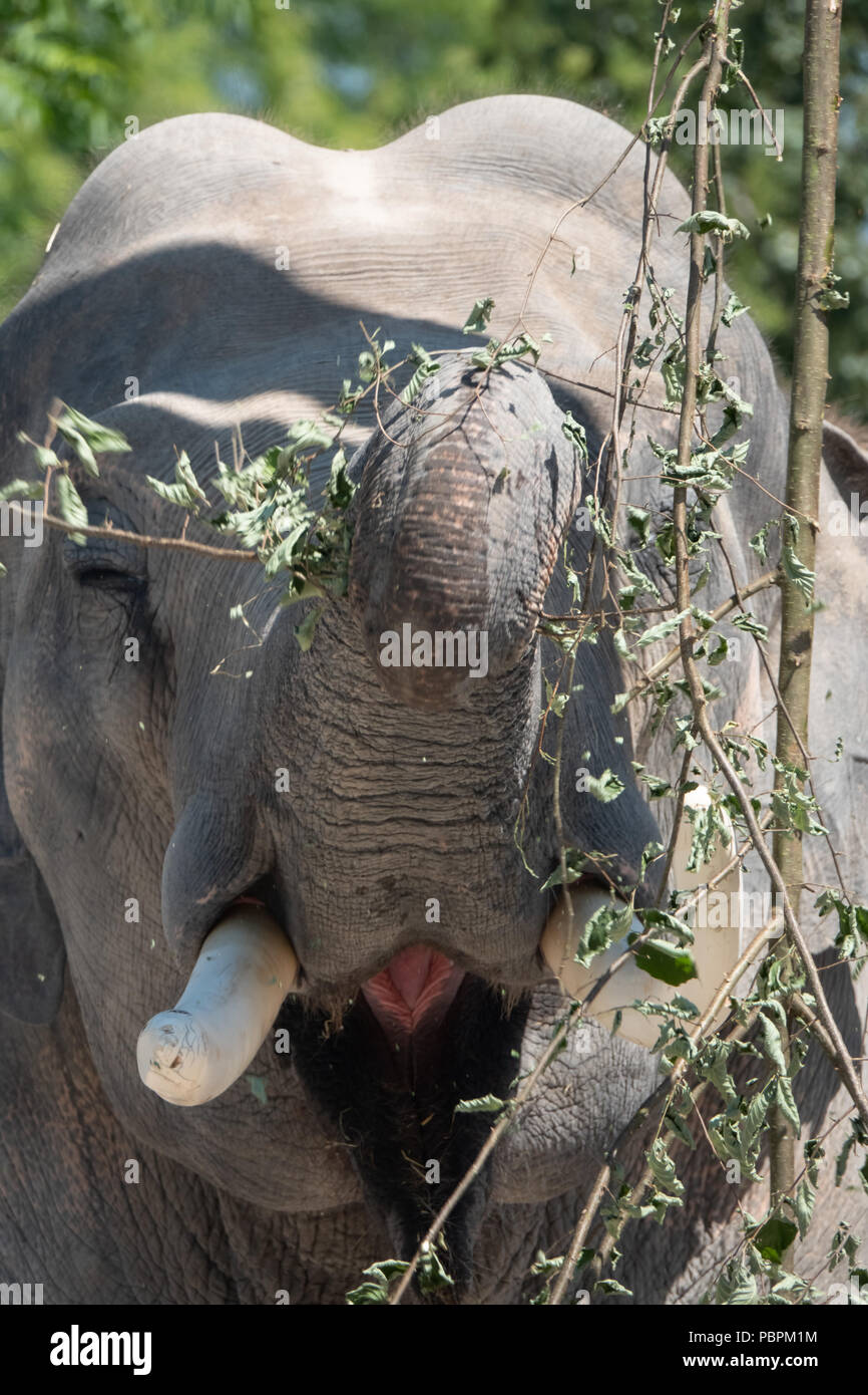 Asian elephant eating from branches and leaves of a forest tree Stock ...