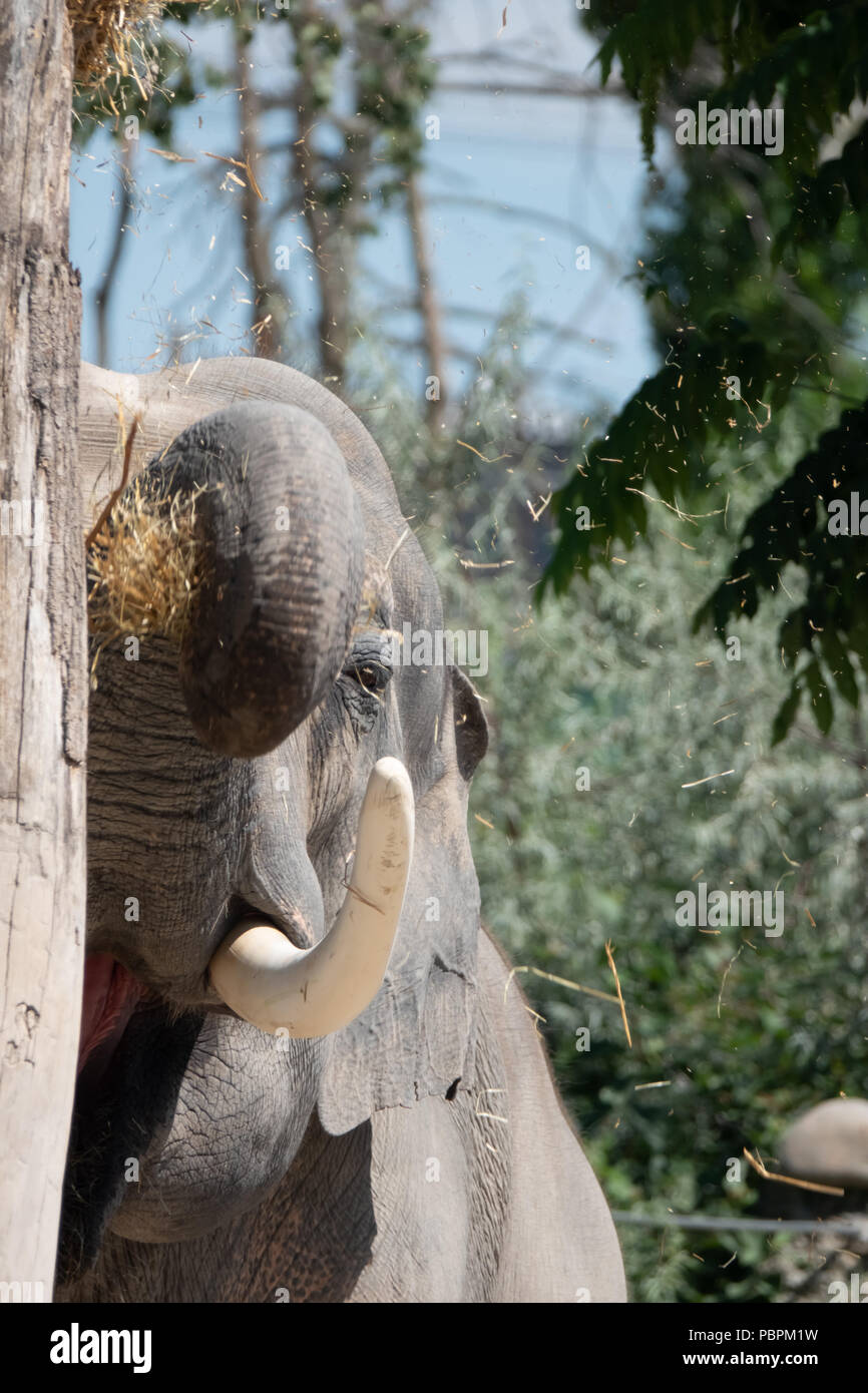 Asian elephant eating branches hi-res stock photography and images - Alamy