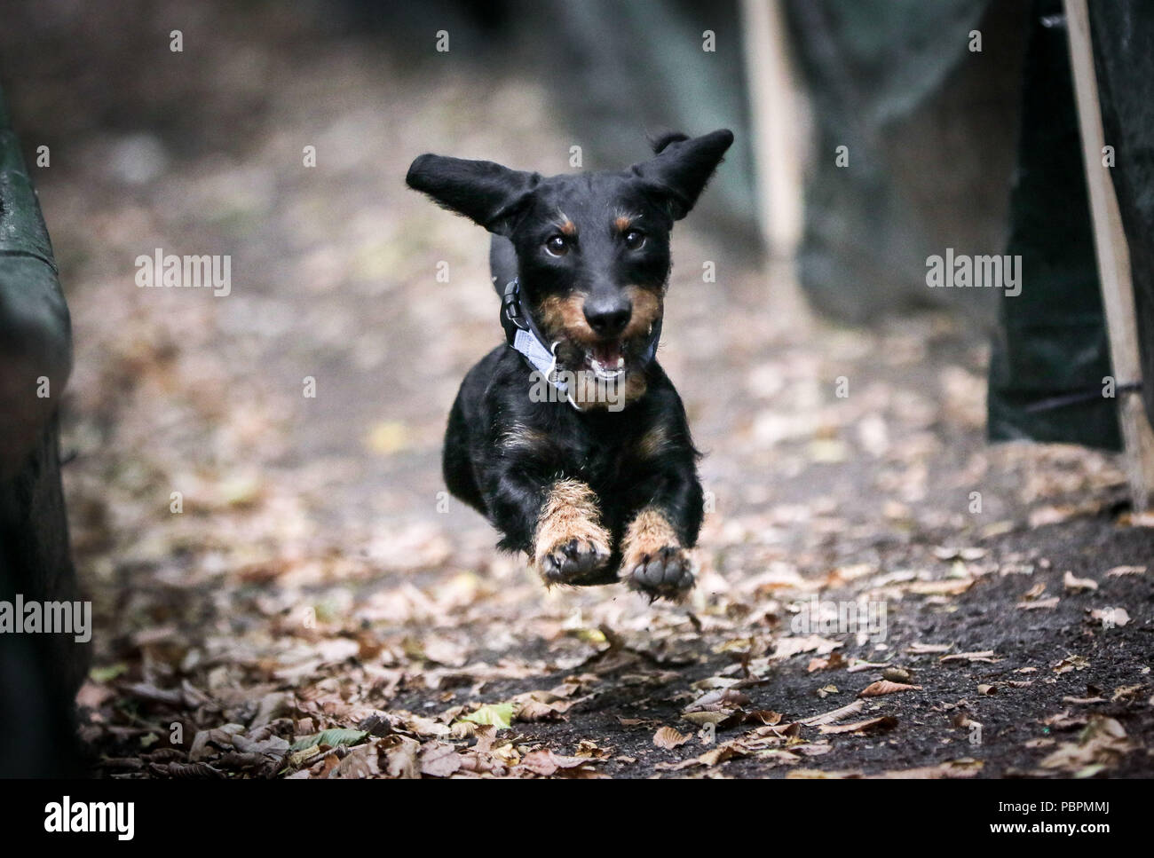 Frankfurt am Main, Germany. 28th July, 2018. Mylow, the little ...