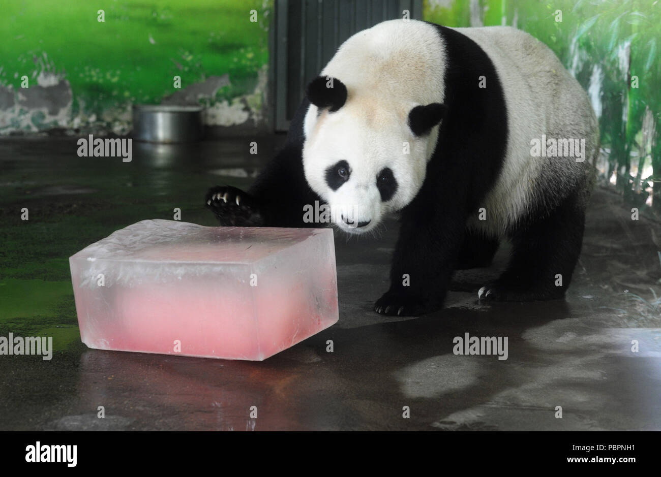 Hot panda hi-res stock photography and images - Alamy