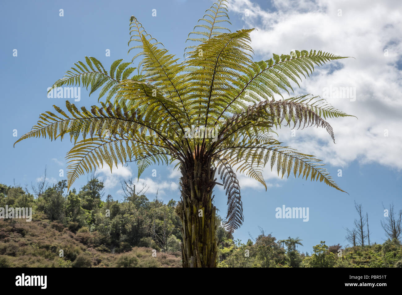 Low angle view of the stunning tree ferns in the forest in Rotorua, New ...