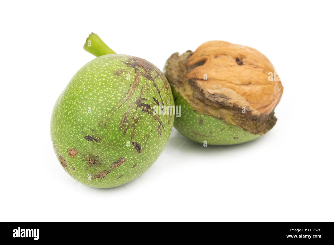 walnut in green peel isolated on white background Stock Photo - Alamy