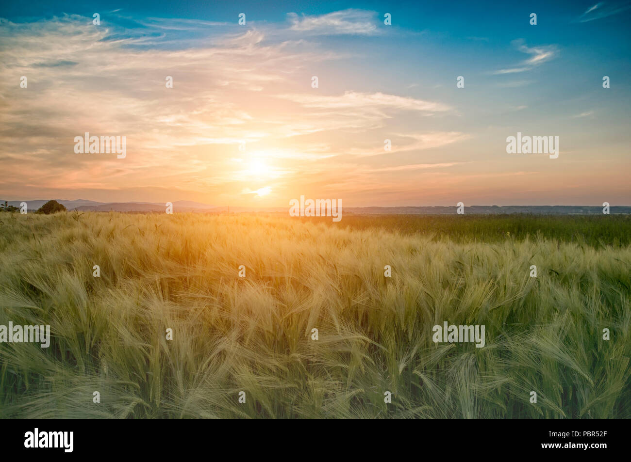 Beautiful landscape field ripe rye hi-res stock photography and images ...